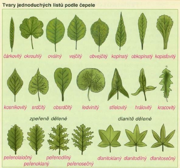 Anatomie rostlin (květy, listy, stonky a jejich variace) - Bylinky pro ...