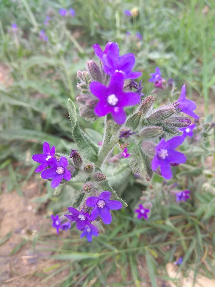 Jak se jmenuje rostlina - fialový květ, 5 okvětních lístků, chlupatá ...