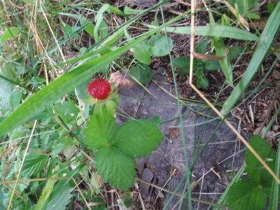 Určení rostliny - vypadá jako lesní jahoda, ale je bez chuti (jahodka ...