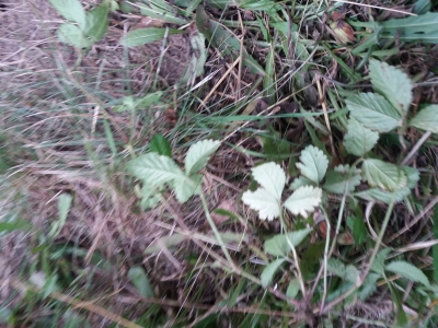 Určení rostliny - vypadá jako lesní jahoda, ale je bez chuti (jahodka ...