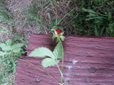 Určení rostliny - vypadá jako lesní jahoda, ale je bez chuti (jahodka ...