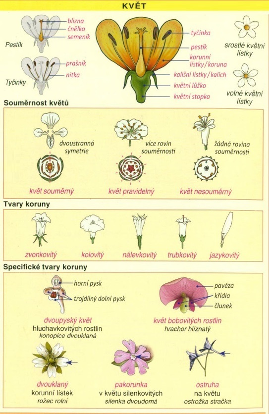 Anatomie rostlin (květy, listy, stonky a jejich variace) - Bylinky pro ...