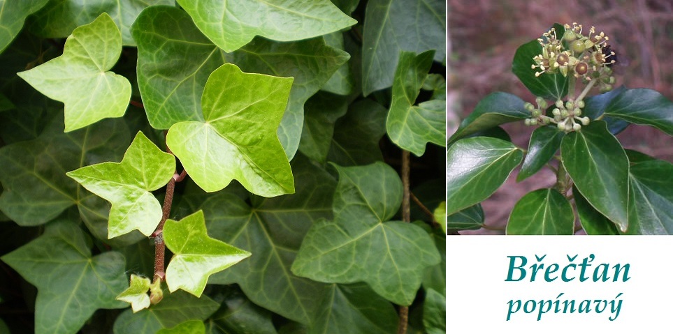 Břečťan - účinky na zdraví, co léčí, použití, užívání, využití ...