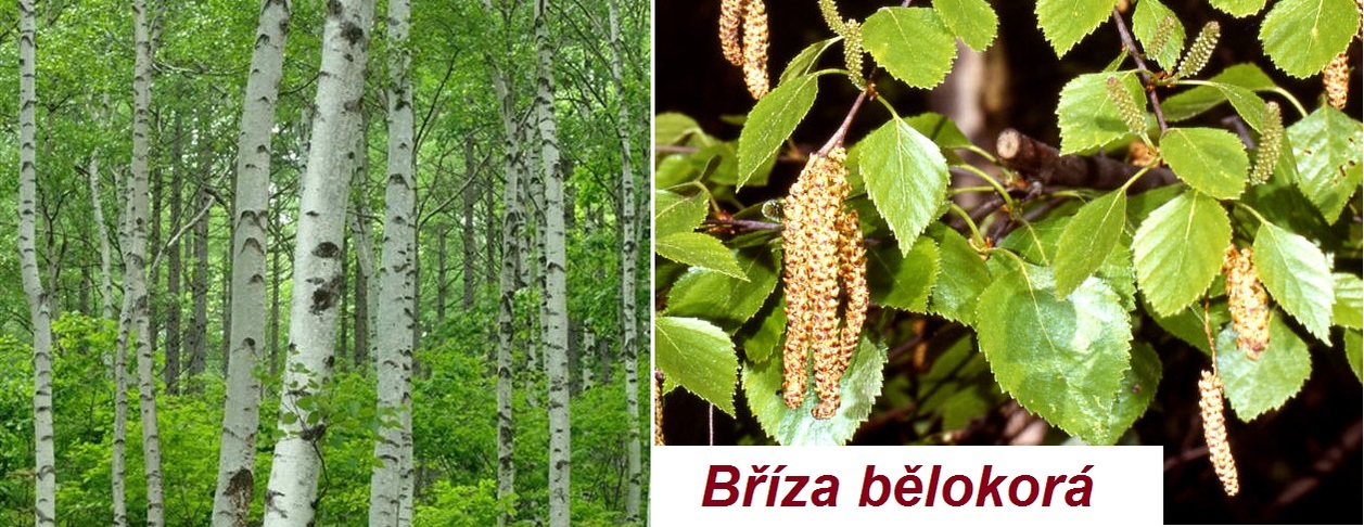 Bříza - účinky na zdraví, co léčí, použití, užívání, využití - Bylinky ...