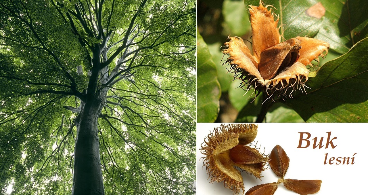 Buk lesní - účinky na zdraví, co léčí, použití, užívání, využití ...