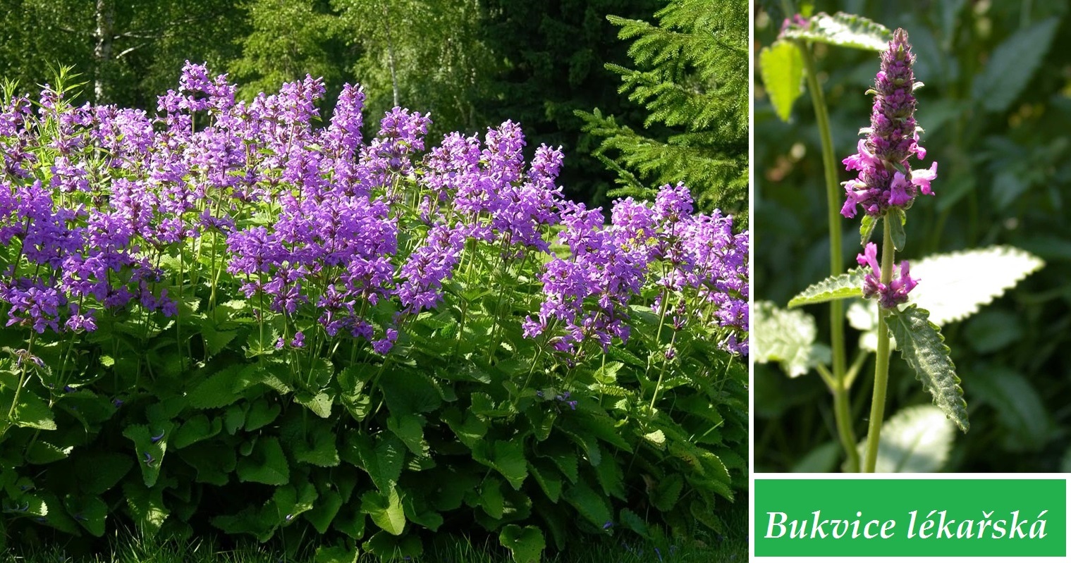 Bukvice lékařská - účinky na zdraví, co léčí, použití, užívání, využití ...