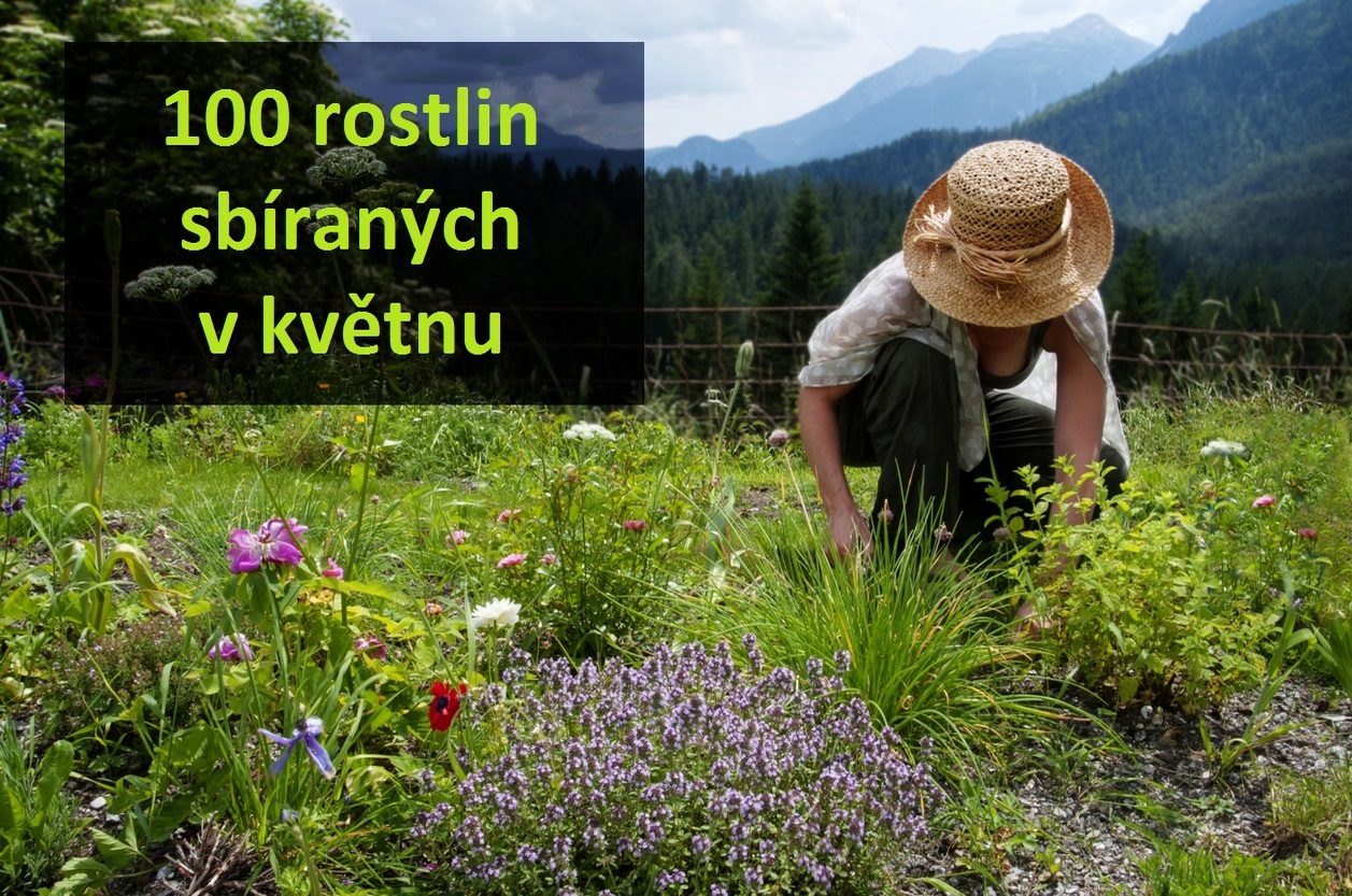 Bylinky květen, 100 bylin a léčivých rostlin sbíraných v květnu ...