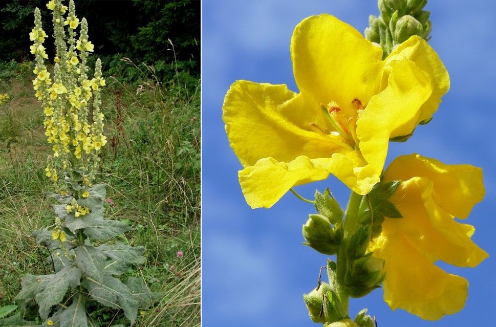 Divizna - účinky na zdraví, co léčí, použití, užívání, využití ...