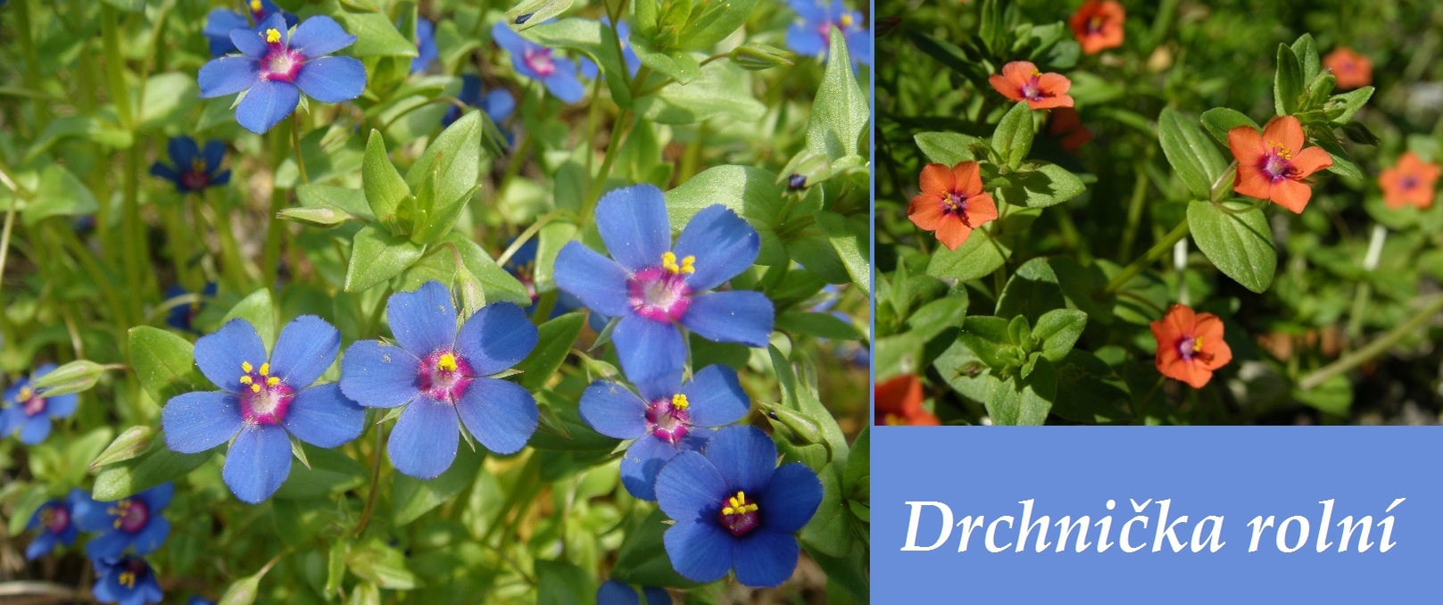 Drchnička rolní - účinky, co léčí, použití, užívání, využití pro zdraví ...