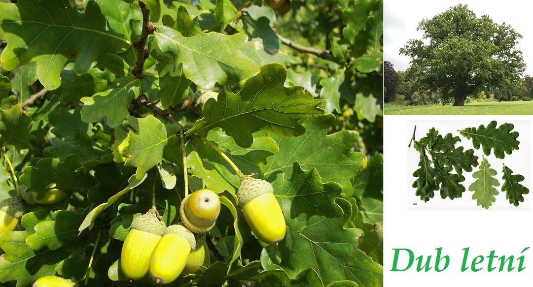 Dub, žaludy - účinky na zdraví, co léčí, použití, užívání, využití ...