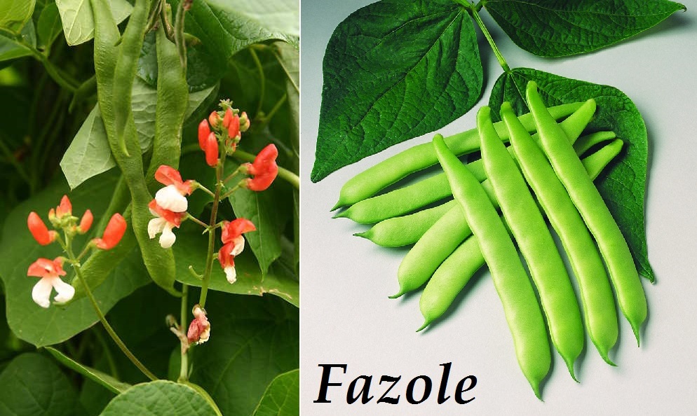 Fazol, fazole - účinky na zdraví, co léčí, použití, užívání, využití ...