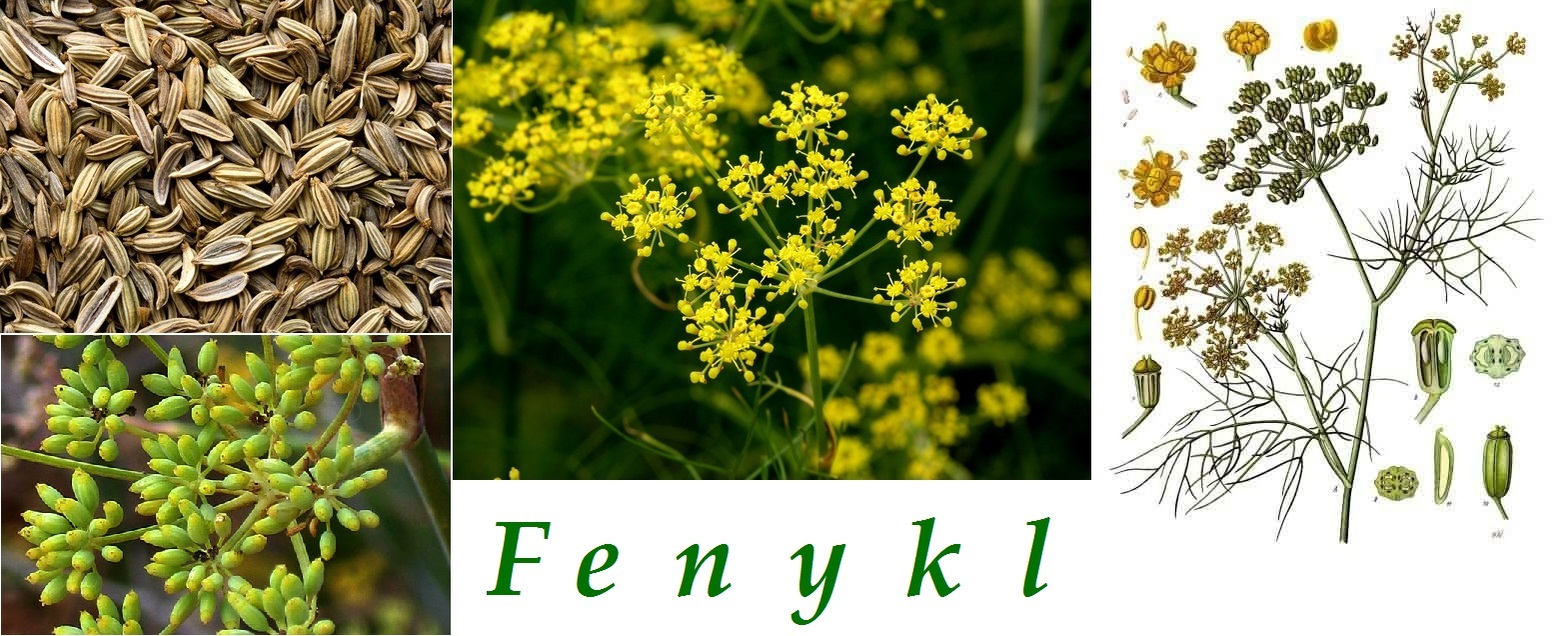 fenykl