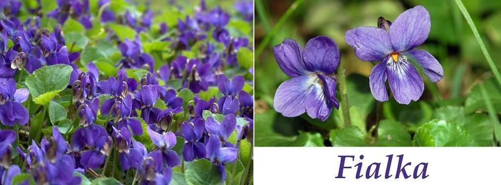 Fialka, violka, maceška - účinky na zdraví, co léčí, použití, užívání ...