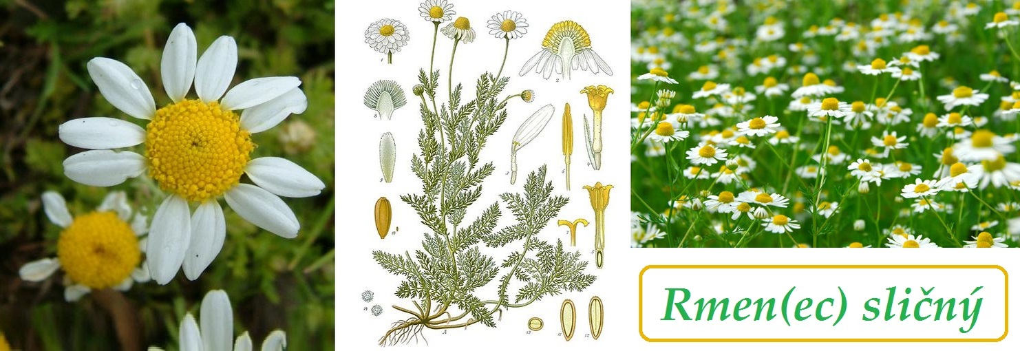 Bylinky pro všechny - Bylinky pro všechny