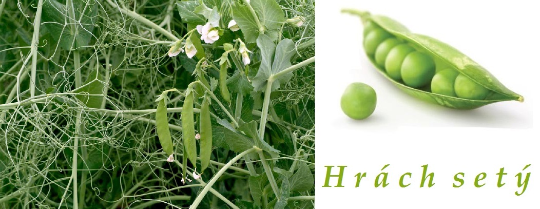 Hrách, hrášek - účinky na zdraví, co léčí, použití, užívání, využití ...