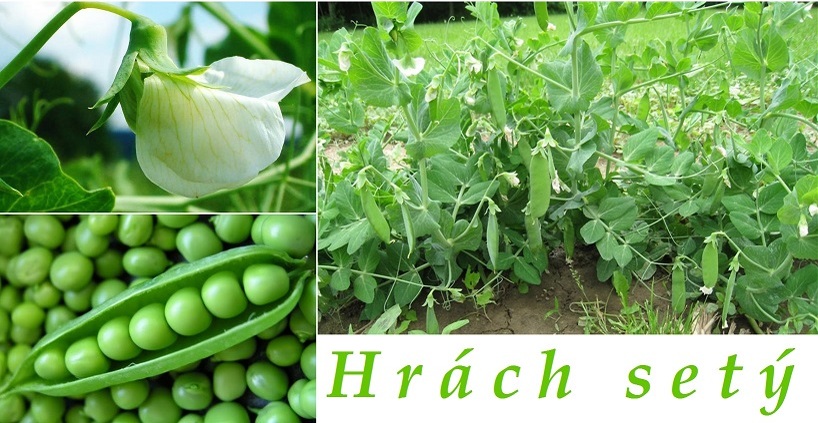 Hrášek, hrách - účinky na zdraví, co léčí, použití, užívání, využití ...