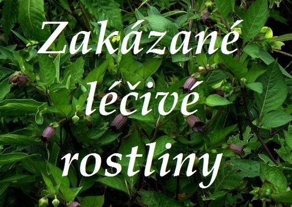 Jaké byliny a léčivé rostliny se nesmí používat do potravin a bylinných ...