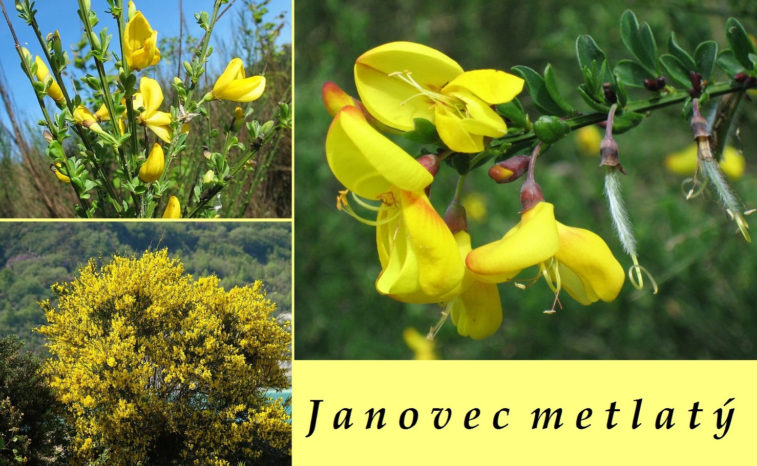 Janovec metlatý, čilimník - účinky, co léčí, použití, užívání, využití ...