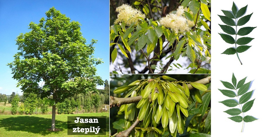 Jasan - účinky na zdraví, co léčí, použití, užívání, využití - Bylinky ...