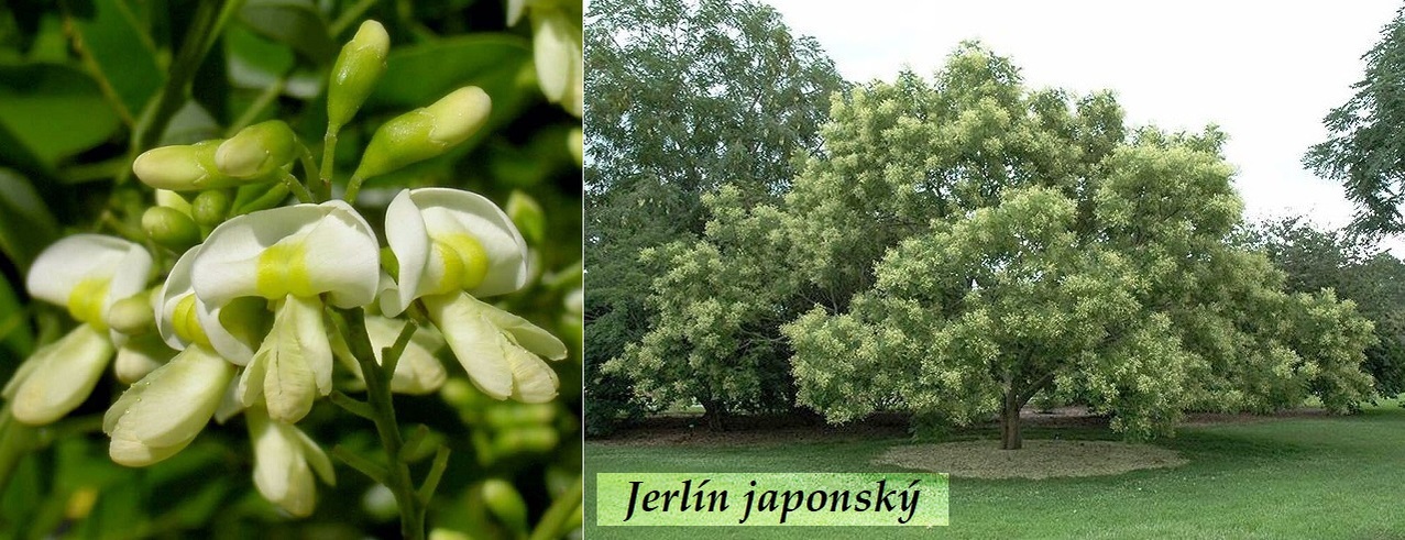 Jerlín japonský - účinky na zdraví, co léčí, použití, užívání, využití ...