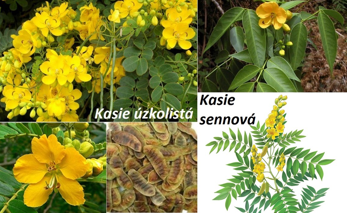 Kasie úzkolistá a kasie sennová (senna) - účinky na zdraví, co léčí ...