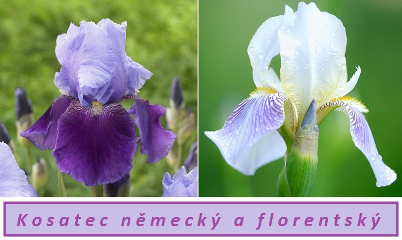 Kosatec - účinky na zdraví, co léčí, použití, užívání, využití ...