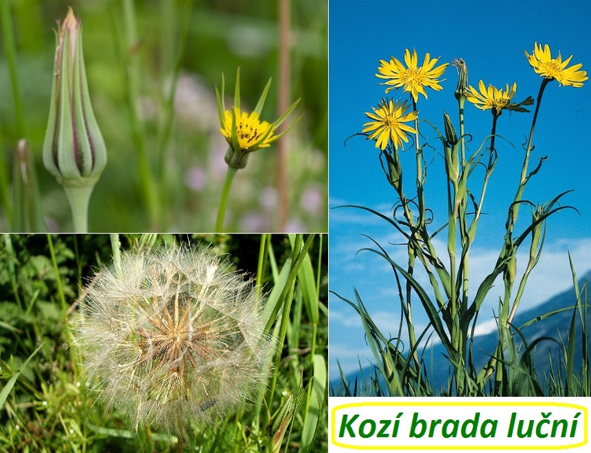 Kozí brada luční - účinky na zdraví, co léčí, použití, užívání, využití ...