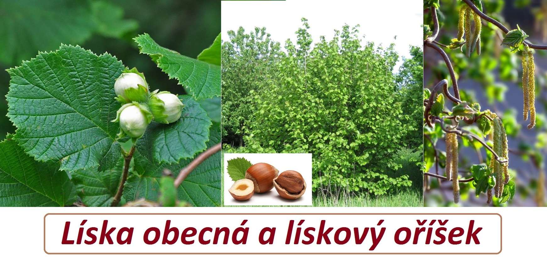 Líska, lískové jehnědy a ořechy - účinky na zdraví, co léčí, použití ...