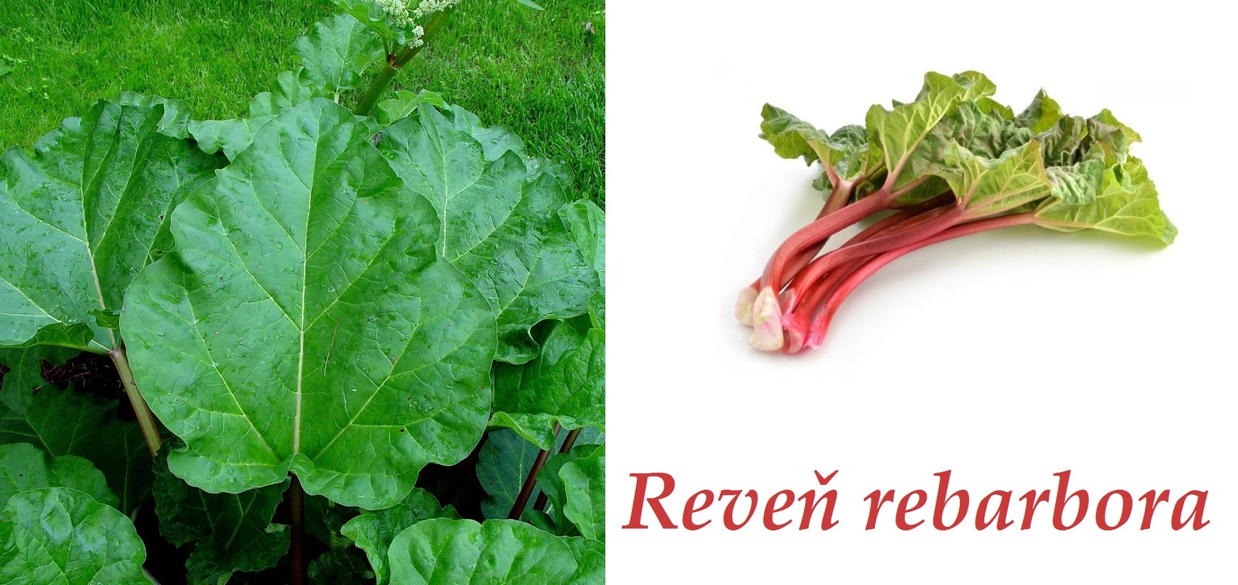 Rebarbora, reveň - účinky na zdraví, co léčí, použití, užívání, využití ...