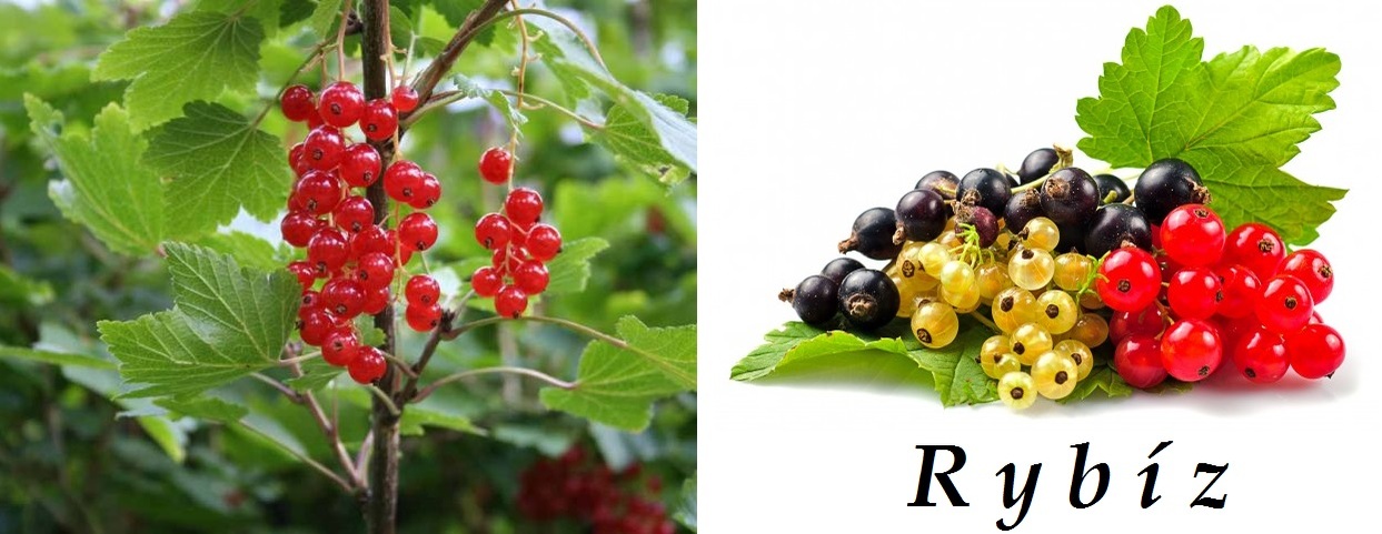 Rybíz - účinky na zdraví, co léčí, použití, užívání, využití, pěstování ...