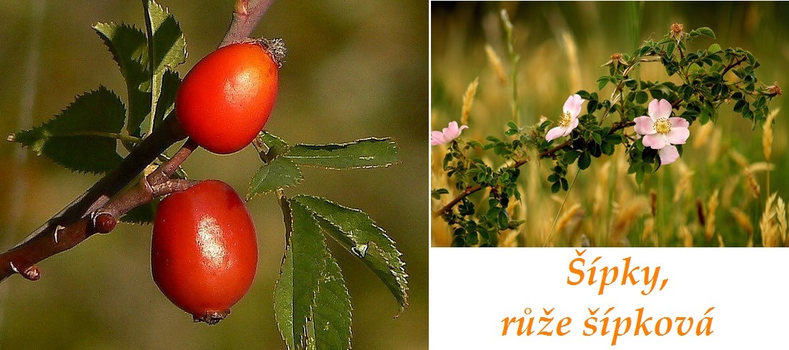 Šípek, šípky, růže šípková - účinky na zdraví, co léčí, použití ...