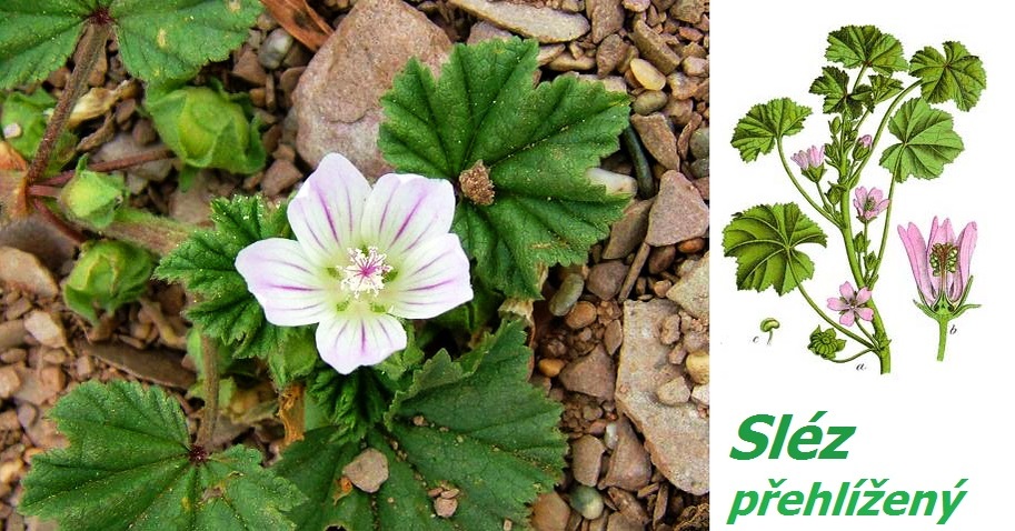 Sléz přehlížený - účinky na zdraví, co léčí, použití, užívání, využití ...