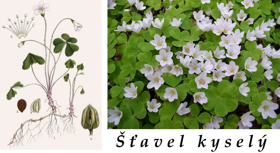 Šťavel kyselý - účinky na zdraví, co léčí, použití, užívání, využití ...