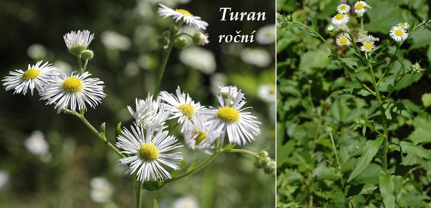 Turan roční - účinky na zdraví, co léčí, použití, užívání, využití ...
