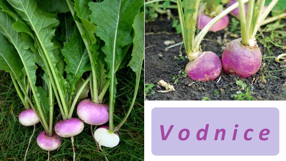 Vodnice - účinky na zdraví, co léčí, použití, užívání, využití ...