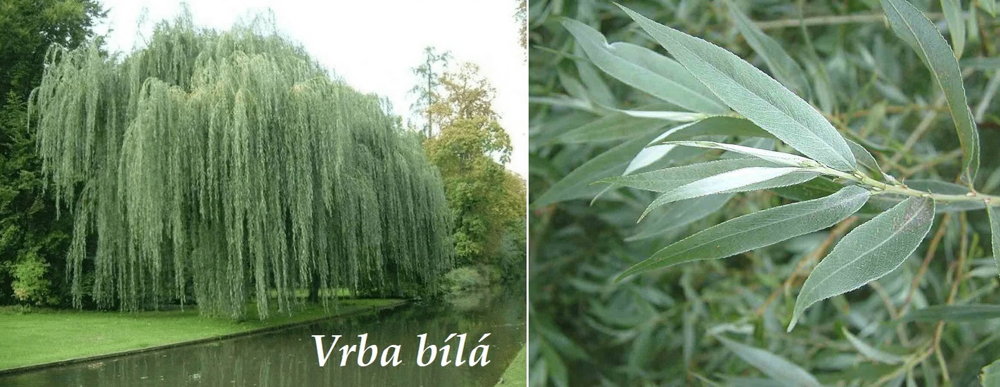 Vrba bílá, smuteční vrba - účinky na zdraví, co léčí, použití, užívání ...