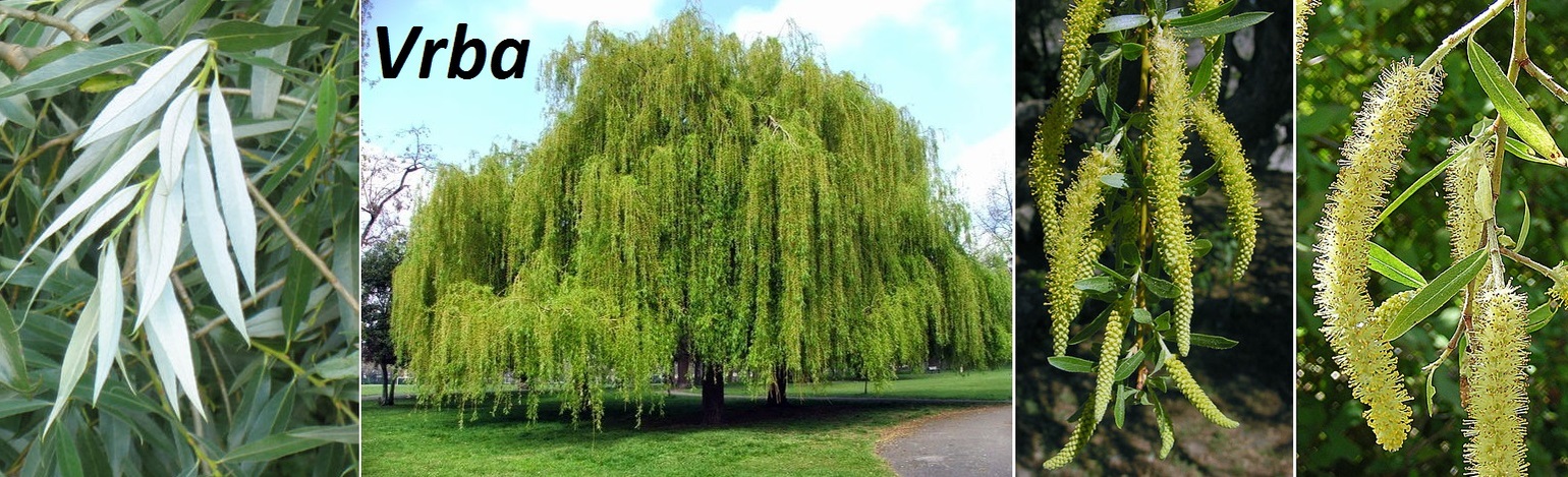 Vrba - účinky na zdraví, co léčí, použití, užívání, využití - Bylinky ...