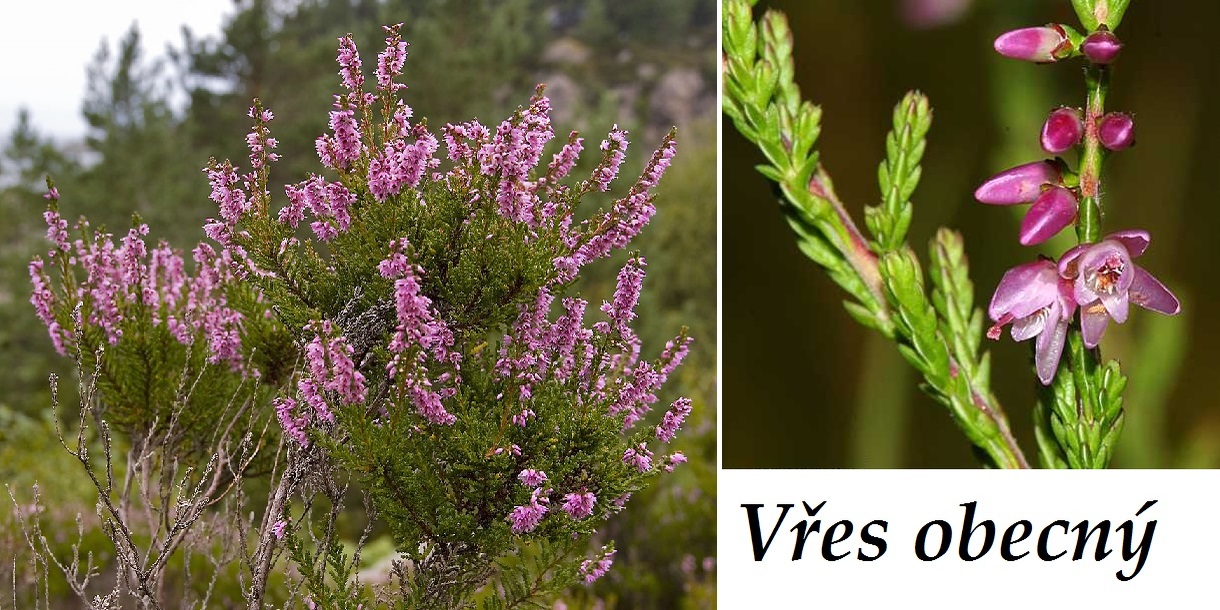 Vřes - účinky na zdraví, co léčí, použití, užívání, využití - Bylinky ...